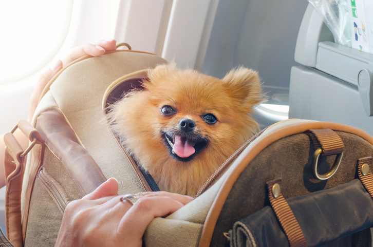 IATA - The Evolution of Standards for Live Animals Transported by Air ...